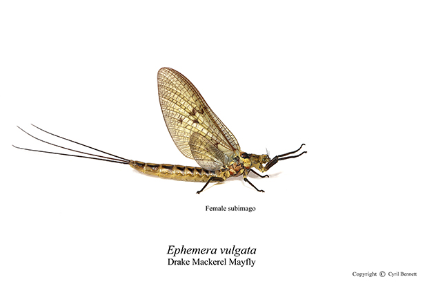 The Hastings Fly Fishers Club - Flora